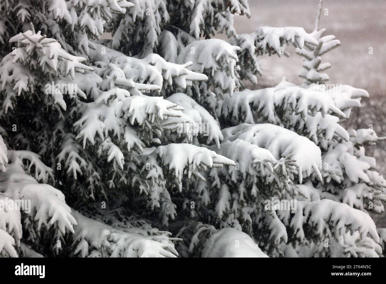 Close up of pine tree branches drooping under the weight of a blanket ...