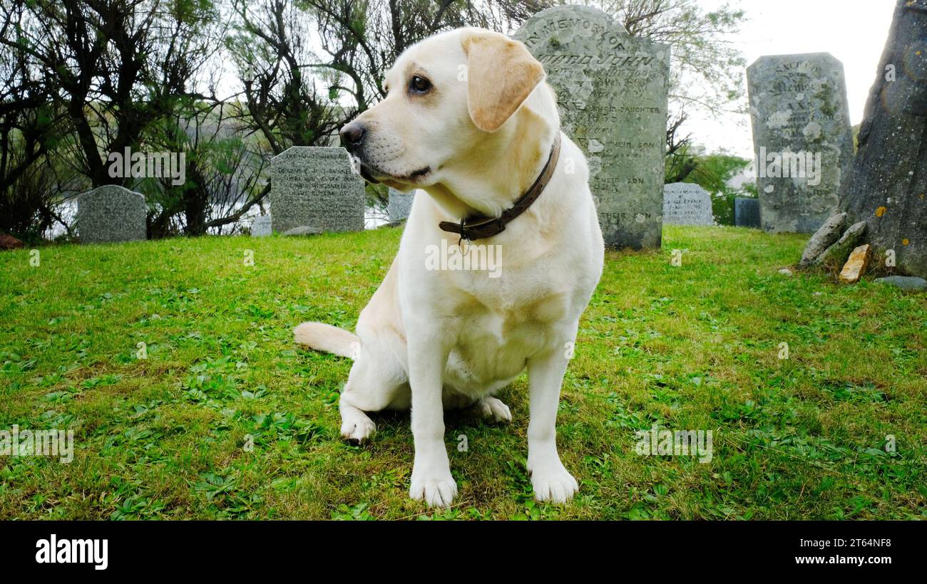 Yellow labrador retriever waiting patiently in a churchyard, Gunwalloe ...