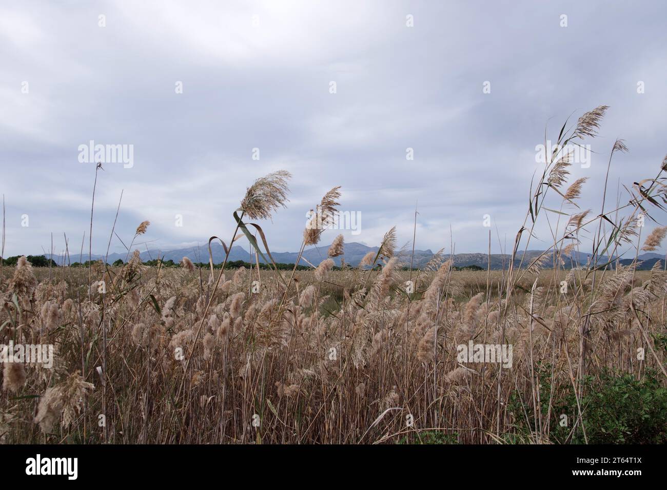 Common reed (Phragmites australis), landscape, nature reserve, biotope ...