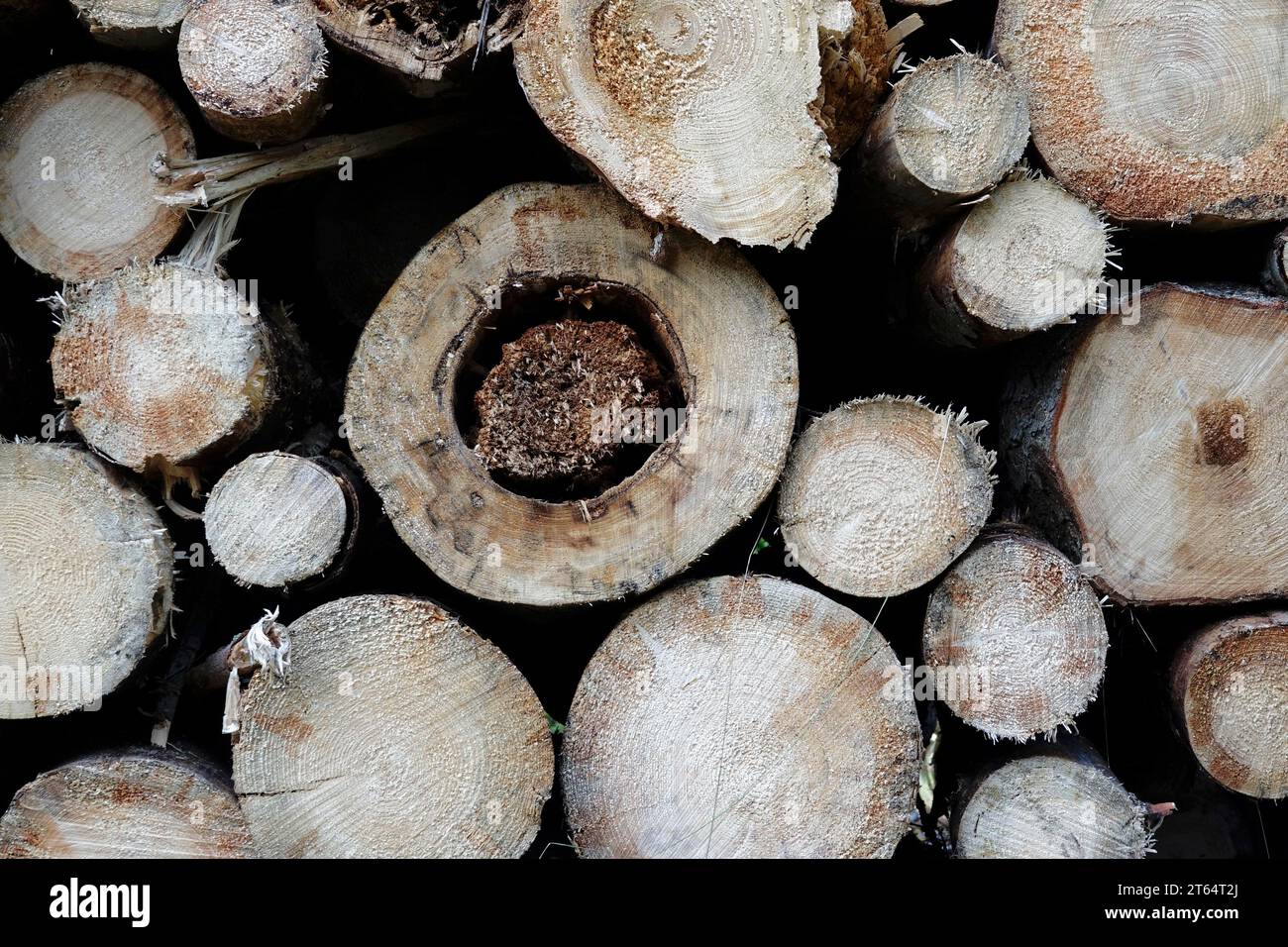 Timber industry germany hi-res stock photography and images - Alamy