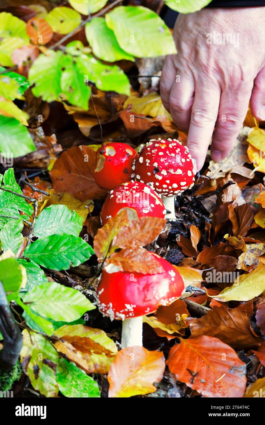 Fairytale toadstools hi-res stock photography and images - Alamy