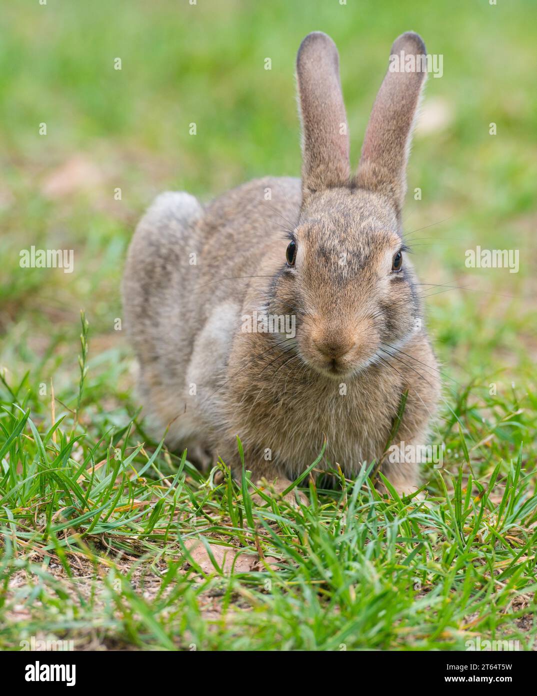 European rabbit (Oryctolagus cuniculus) crouching in the grass, rodent ...