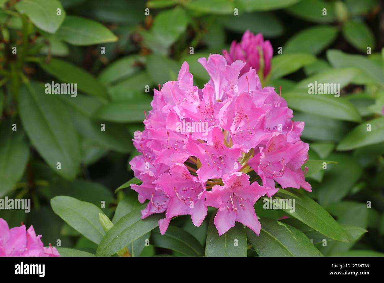 Rhododendron flowers (Rhododendron Homer), pink flowers in a garden ...