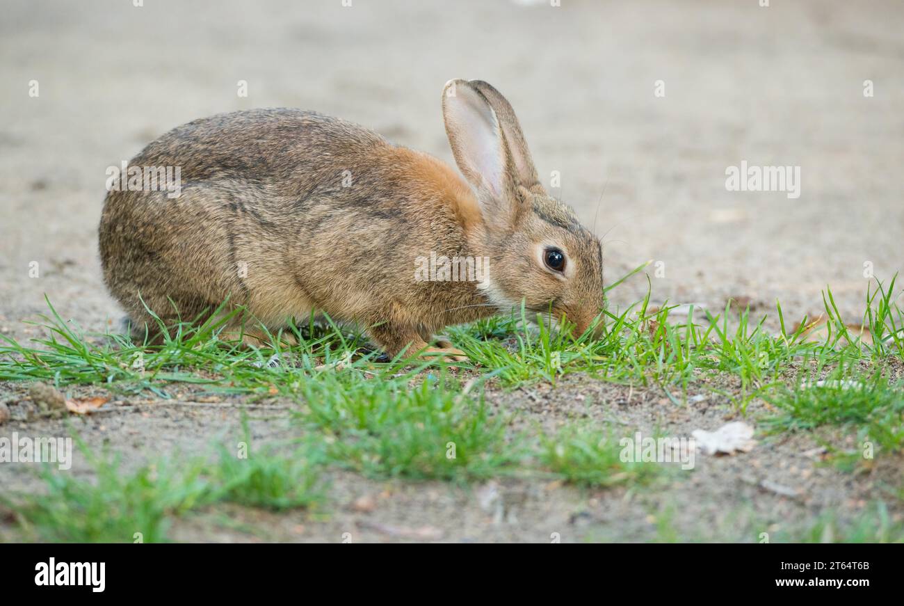 European rabbit (Oryctolagus cuniculus) crouching on barren sandy ...