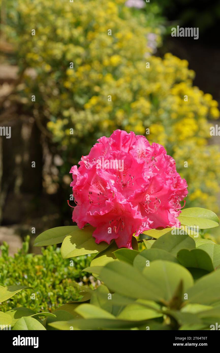 Rhododendron flowers (Rhododendron Homer), pink flowers in a garden ...
