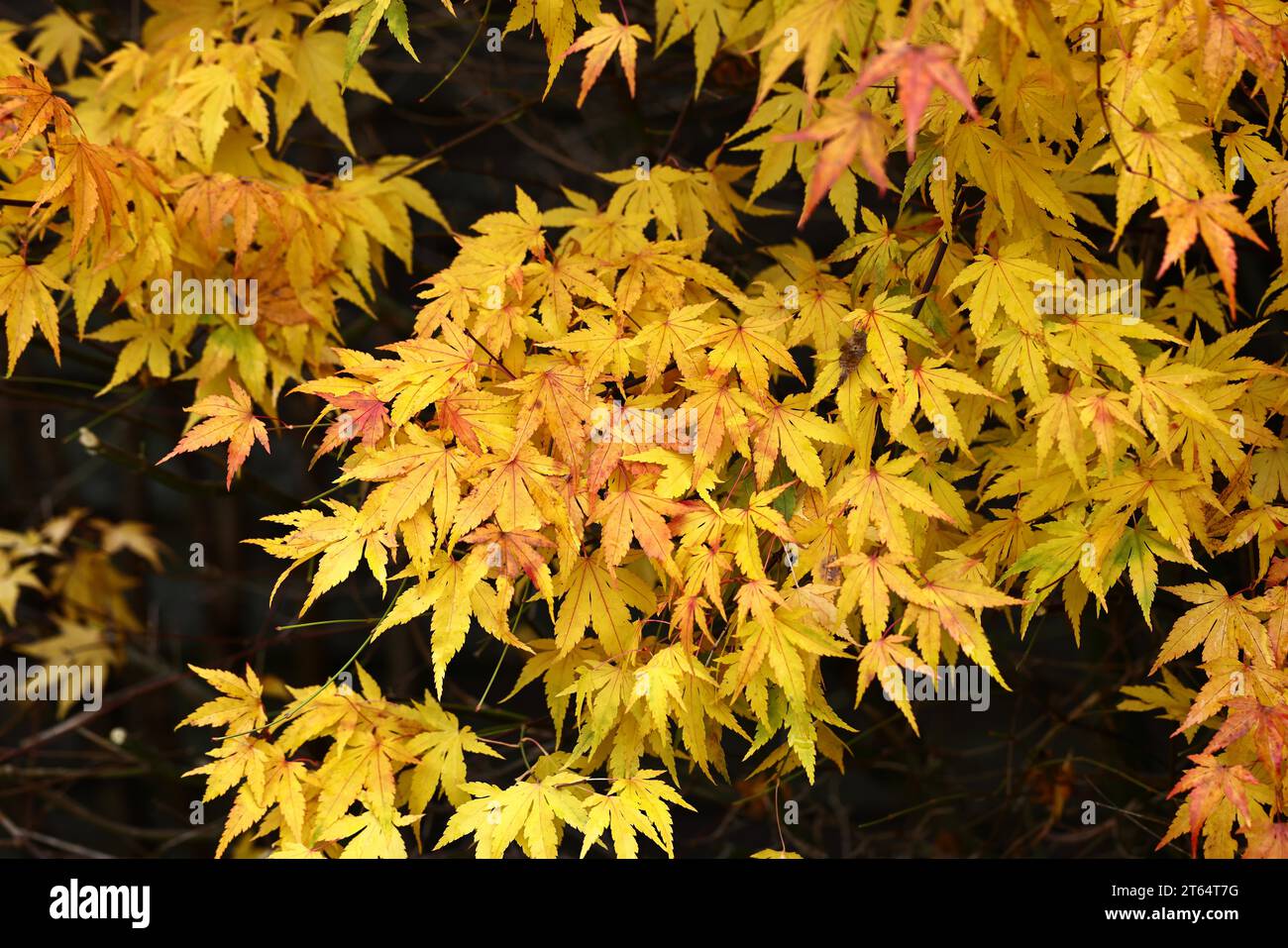 Japanese fan maple (Acer palmatum Trompenburg), in autumn colour ...