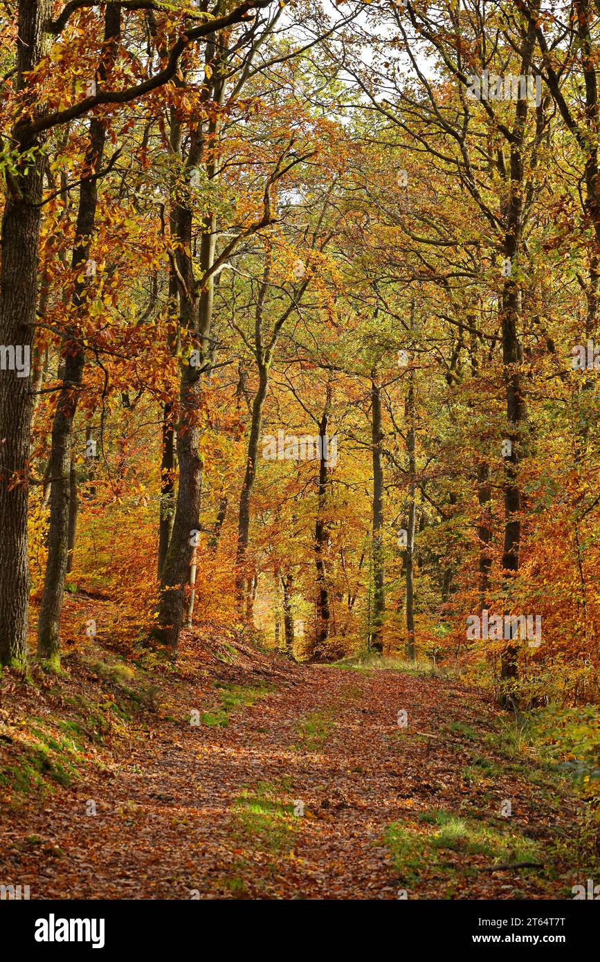 Forest path in a mixed forest with English oaks (Quercus robur) and ...