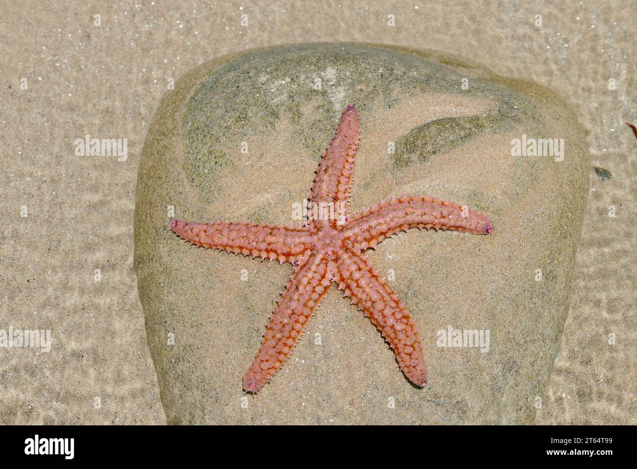 Common starfish (Asterias rubens) on a stone in a tidal pool, Brittany ...