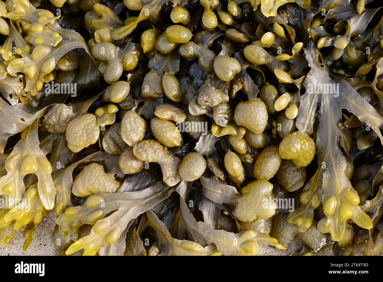 Bladder wrack (Fucus vesiculosus), Brittany, France Stock Photo - Alamy