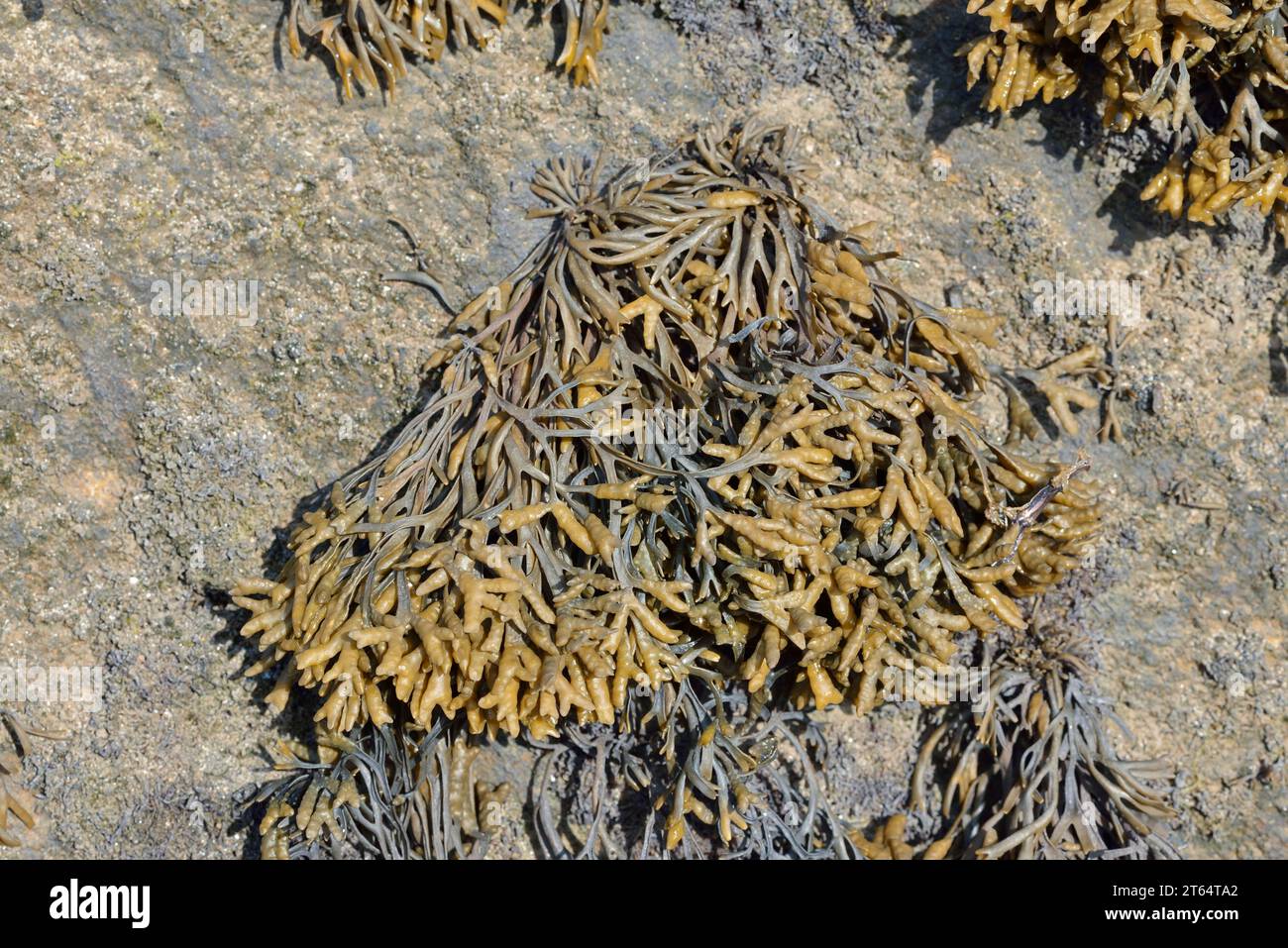 Channelled wrack (Pelvetia canaliculata), Brittany, France Stock Photo ...
