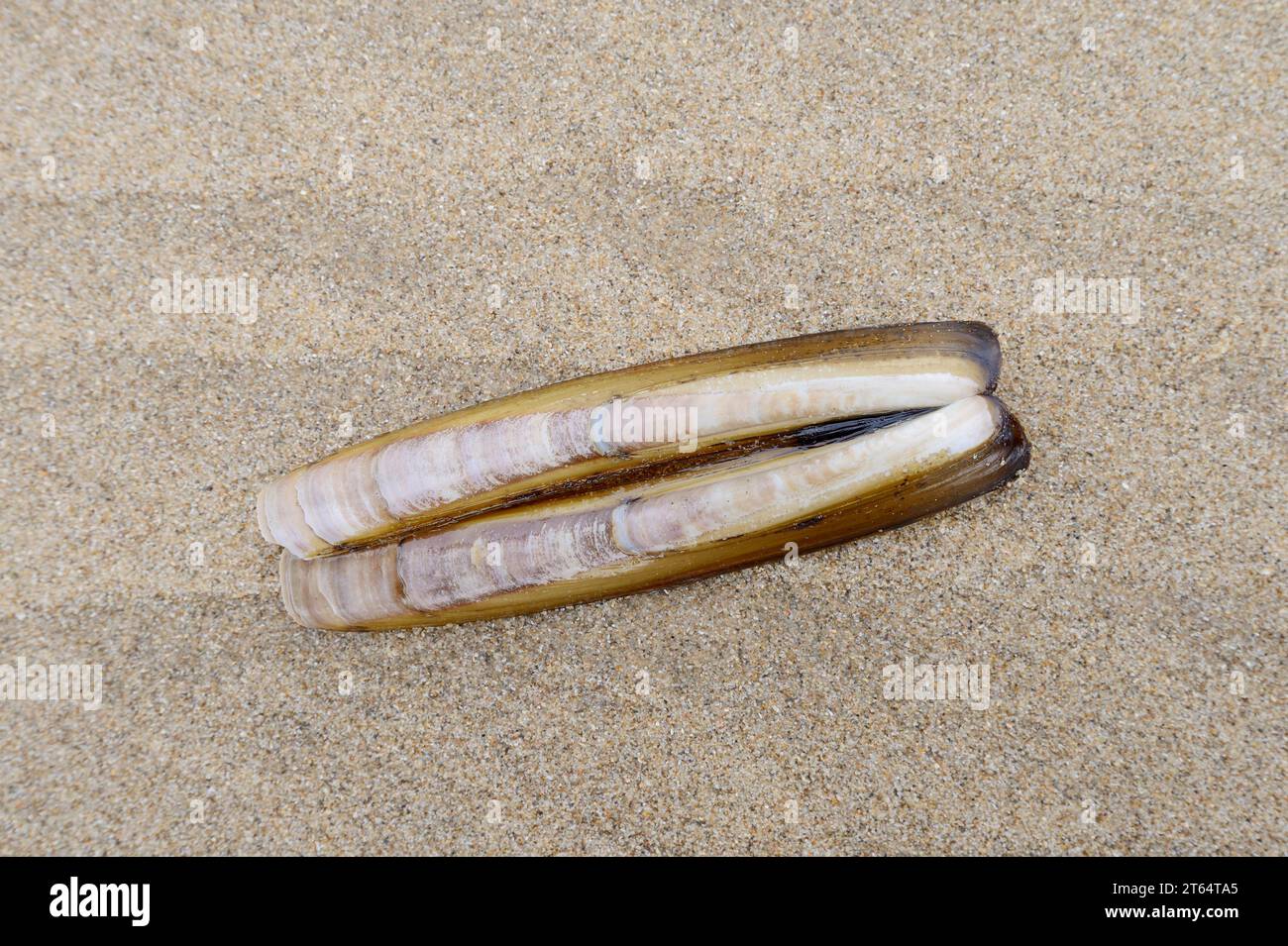 Atlantic jackknife clam (Ensis directus), mussel shell on the beach ...