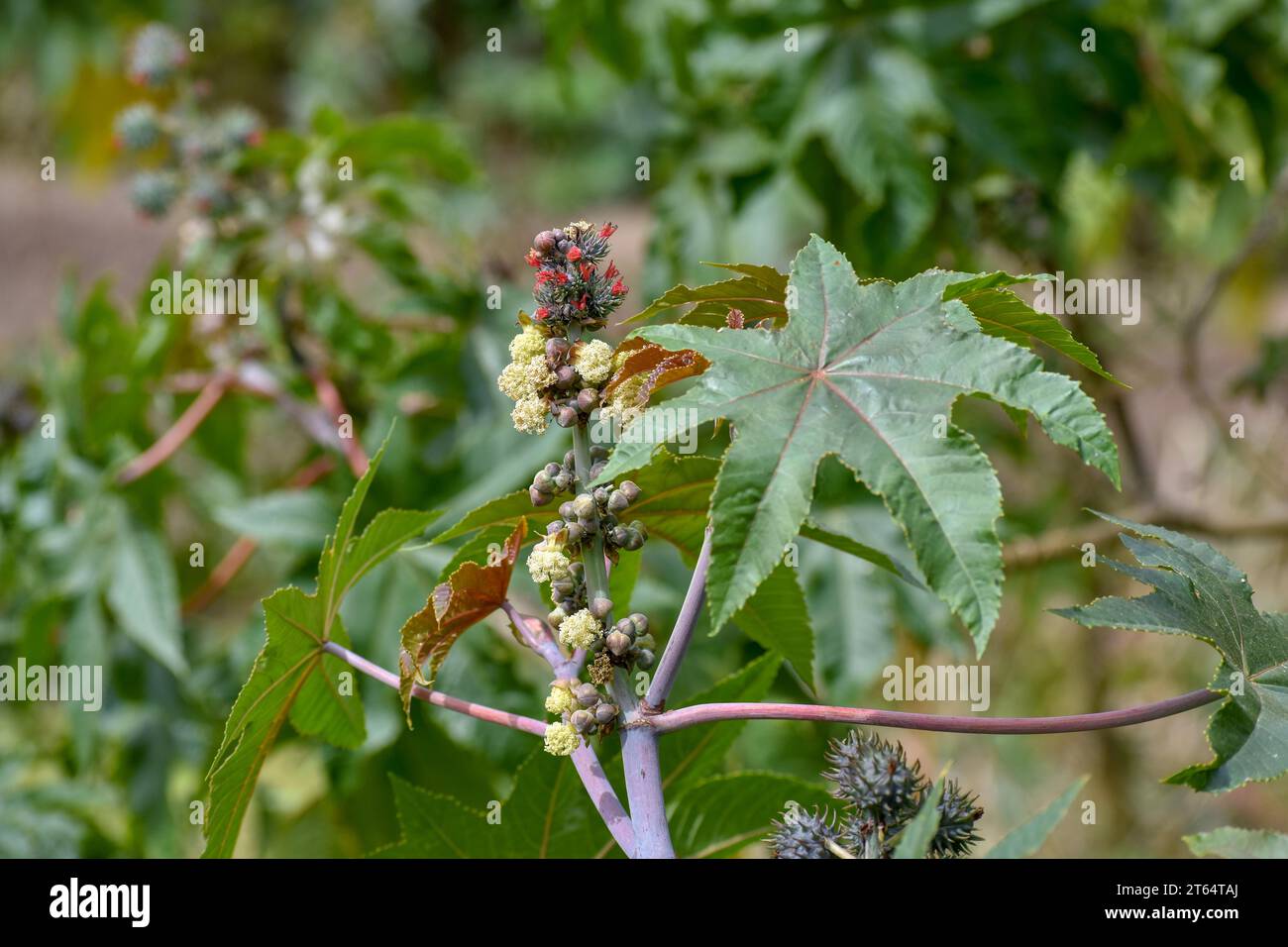 Castor oil plant (Ricinus communis), a spurge from which castor oil is ...