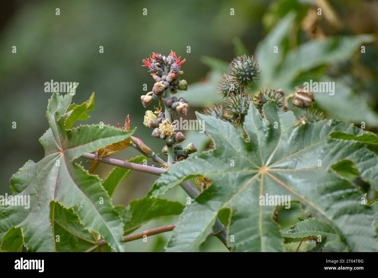 Castor oil plant (Ricinus communis), a spurge from which castor oil is ...