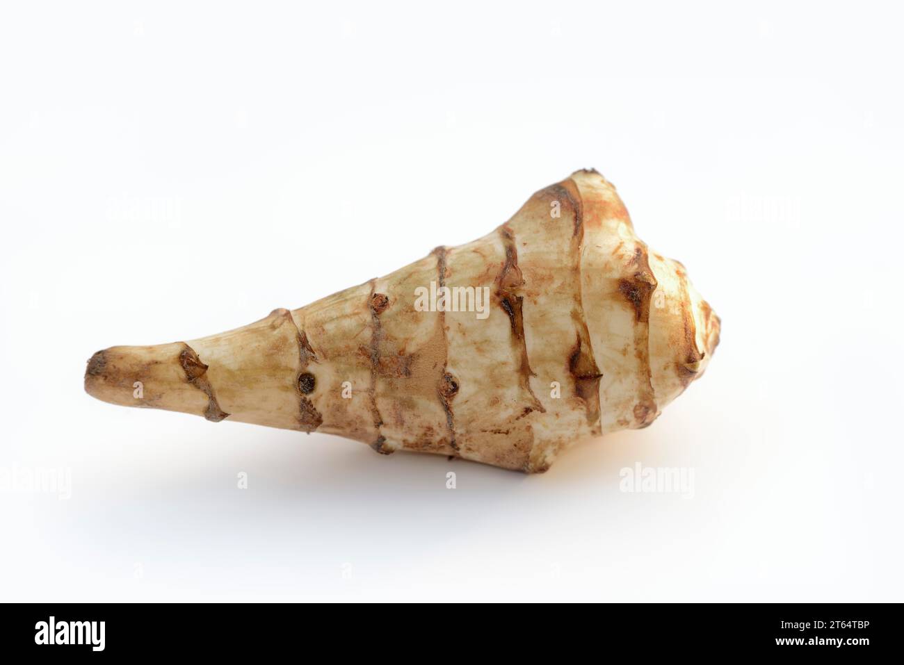 Jerusalem artichoke (Helianthus tuberosus), rhizome tuber or sprout ...