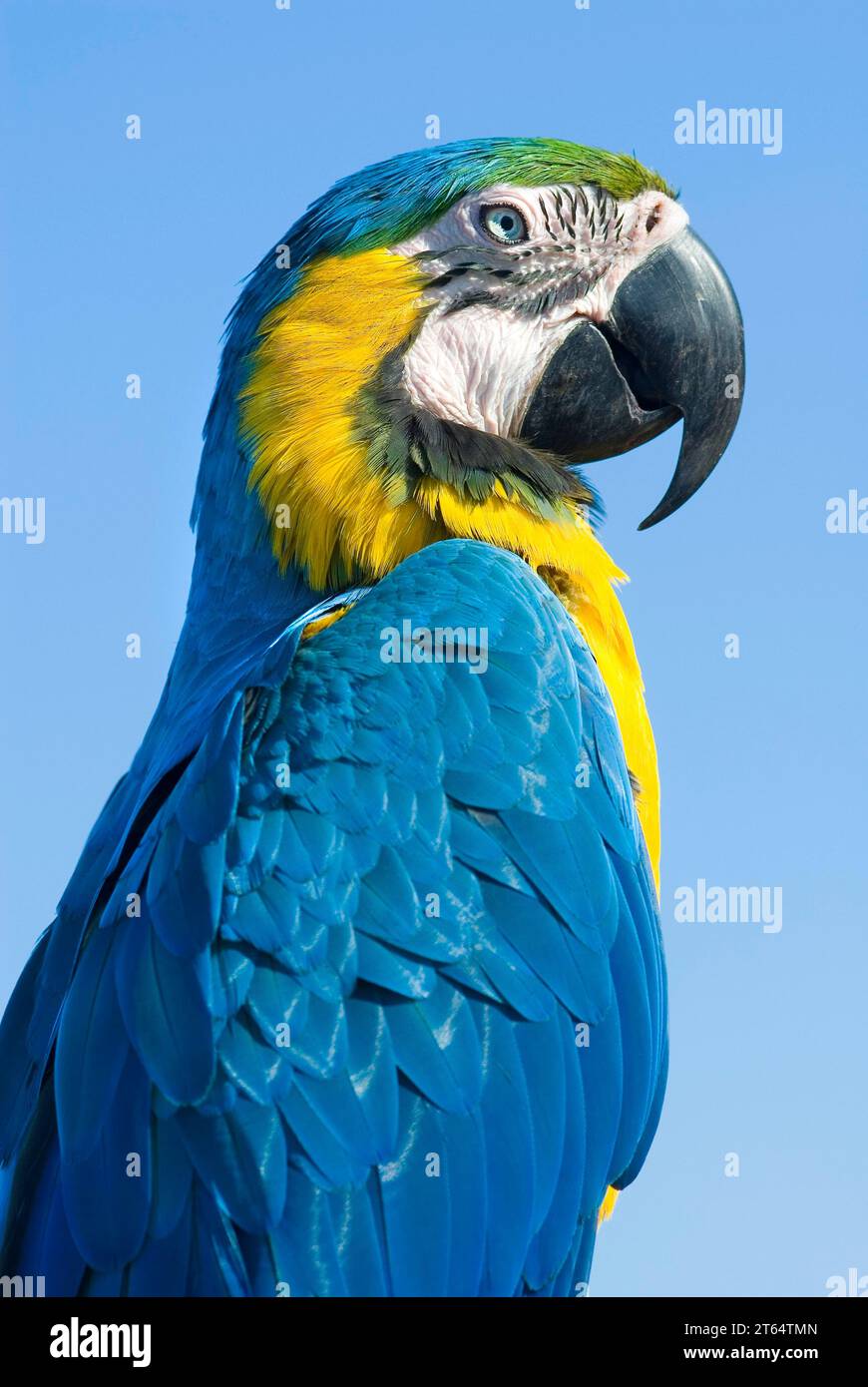 Blue and yellow macaw (Ara ararauna), parrot, bird, colourful, outdoor ...