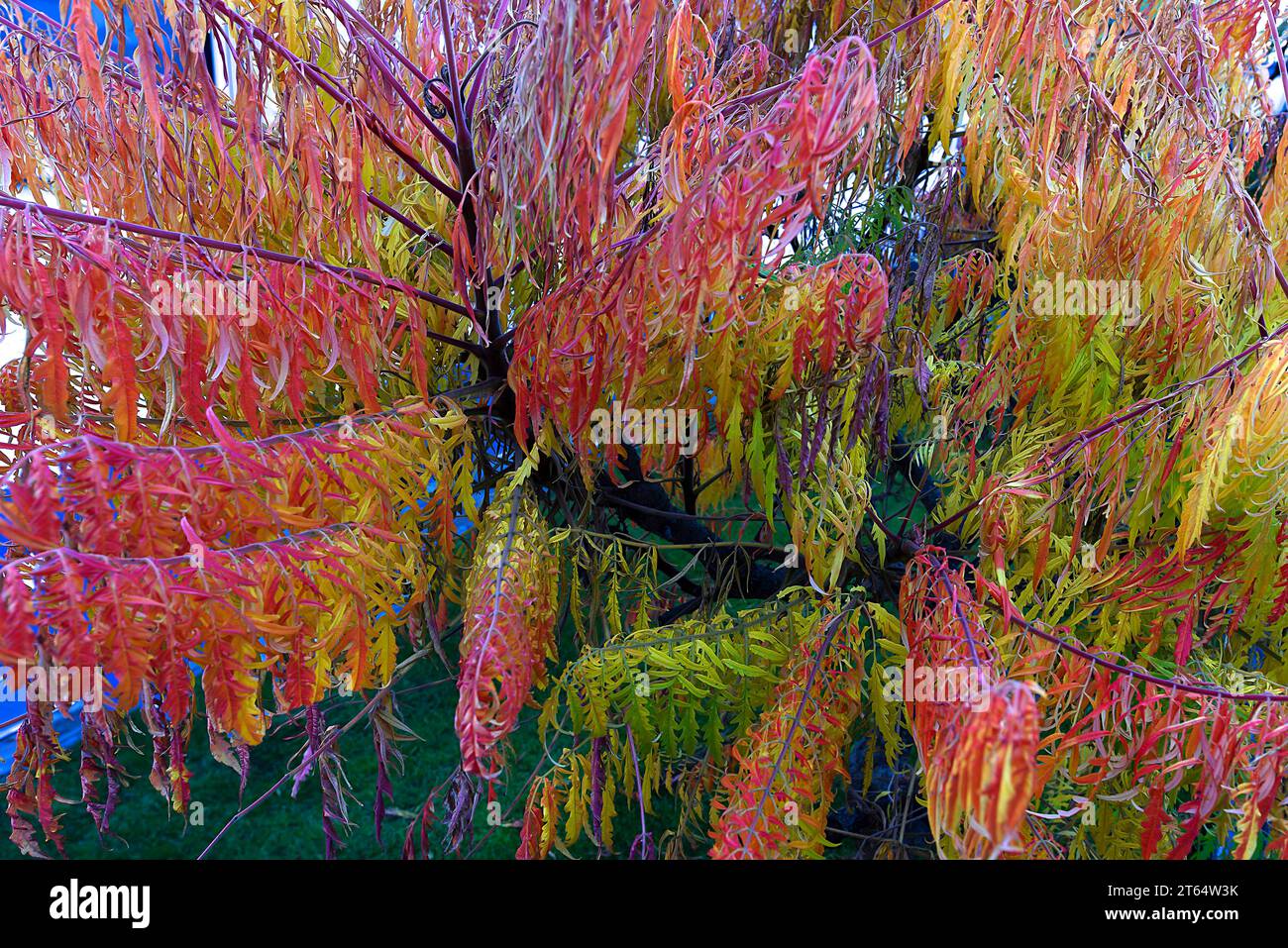 Staghorn sumac (Rhus typhina), in autumn colouring Bavaria, Germany ...