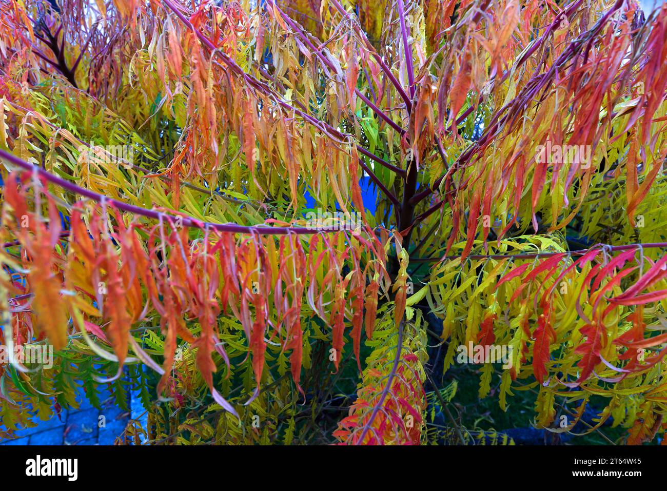 Staghorn sumac (Rhus typhina), in autumn colouring Bavaria, Germany ...