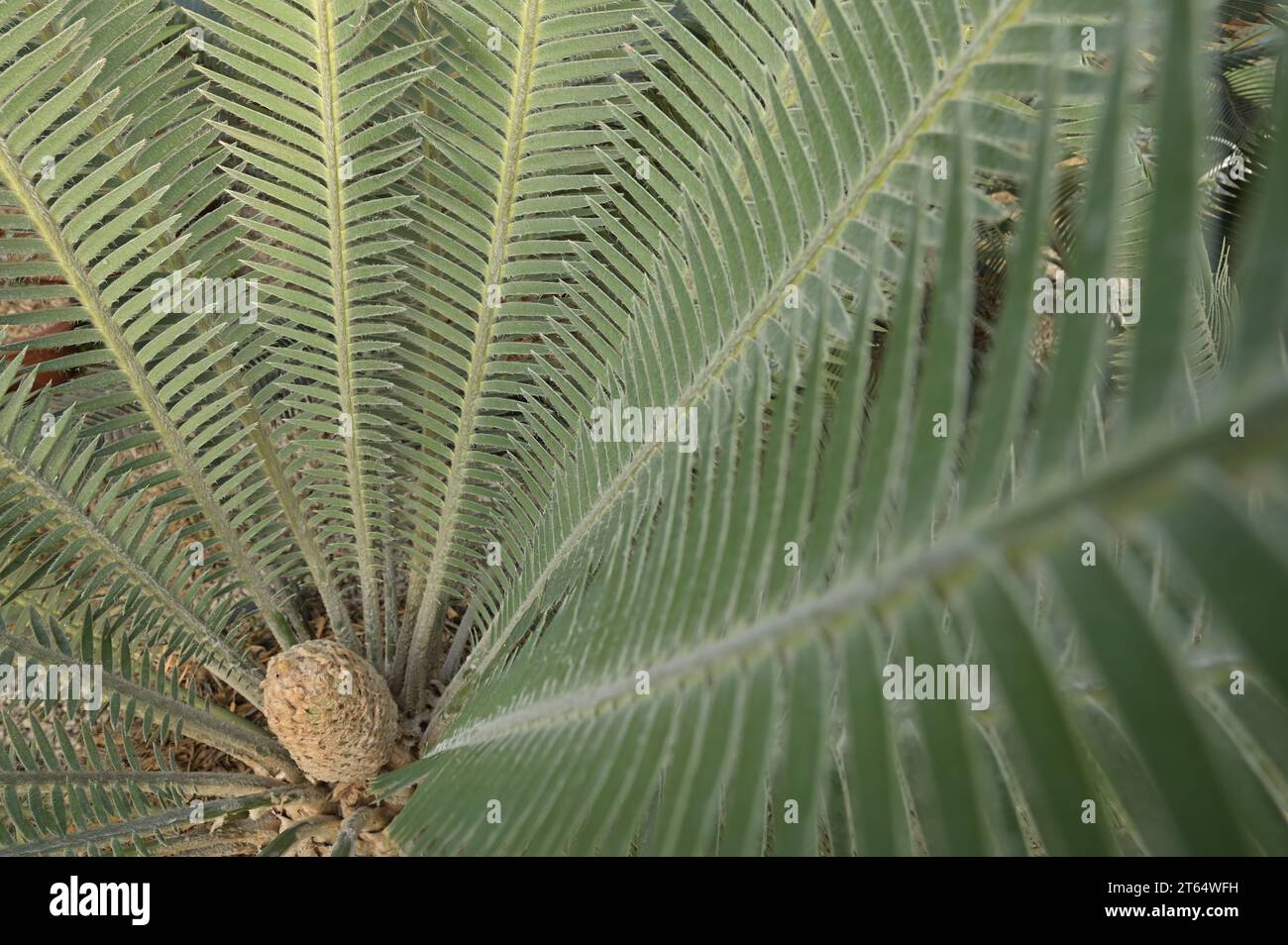 cycads from Mexico Dioon leaf detail Stock Photo - Alamy