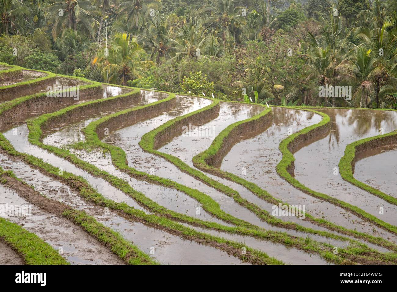 The magical rice terraces in the evening. Here you can see the unique ...