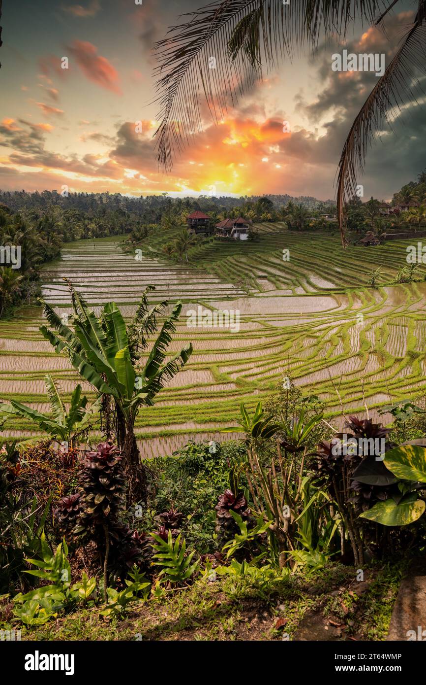 Rice terraces in the evening light. Beautiful green rice terraces with ...