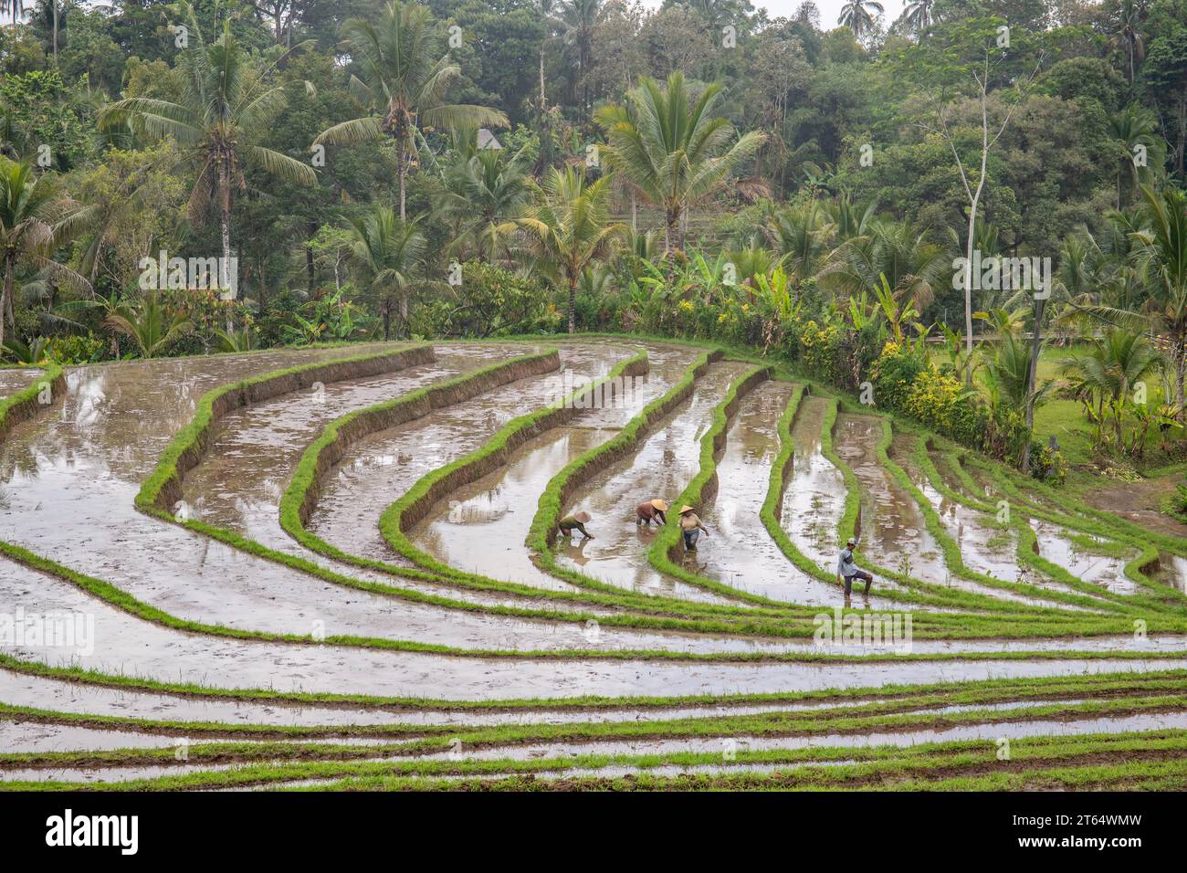 The magical rice terraces in the evening. Here you can see the unique ...