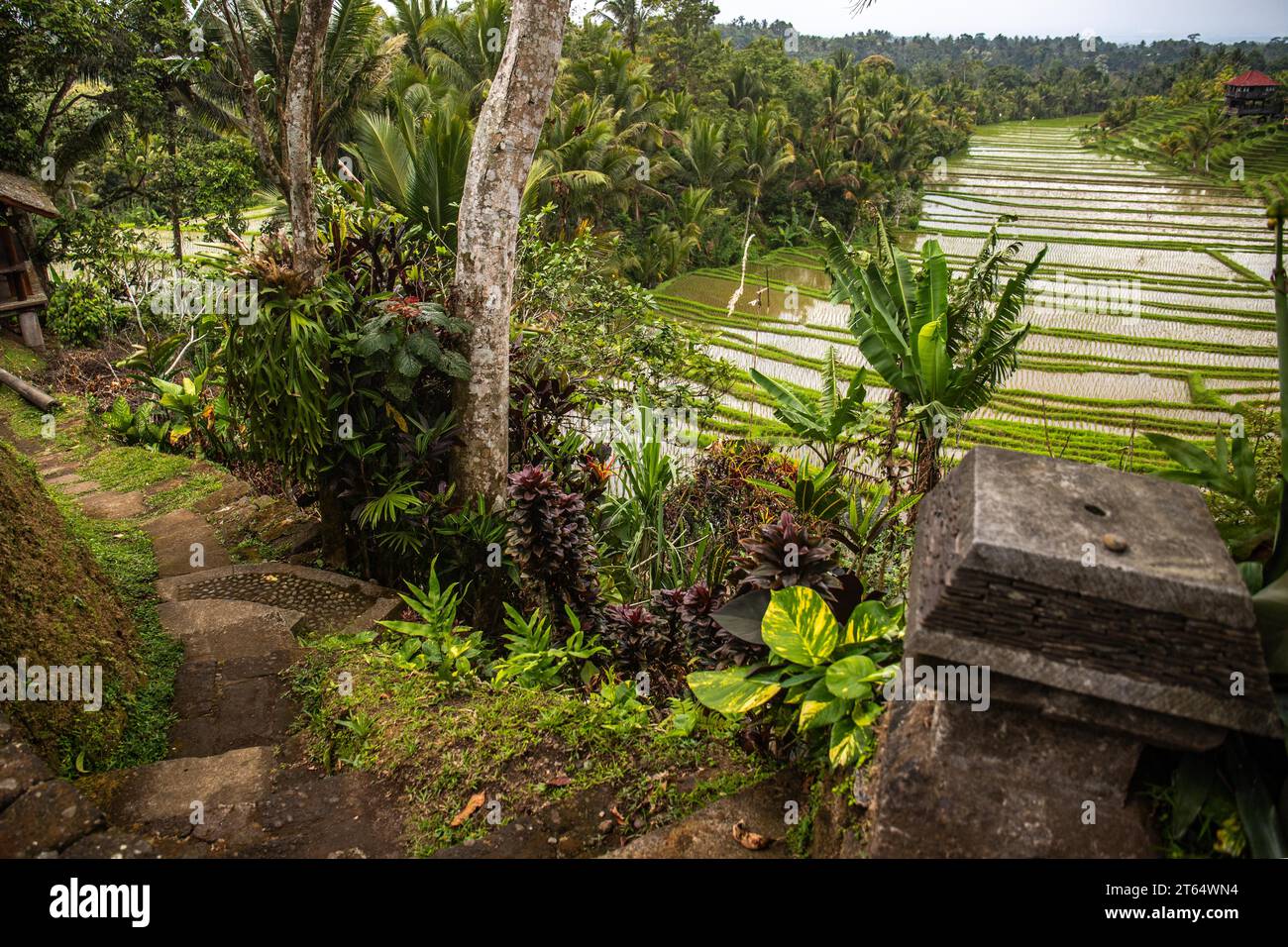 Rice terraces in the evening light. Beautiful green rice terraces with ...