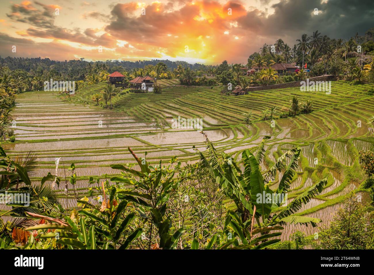 Rice terraces in the evening light. Beautiful green rice terraces with ...