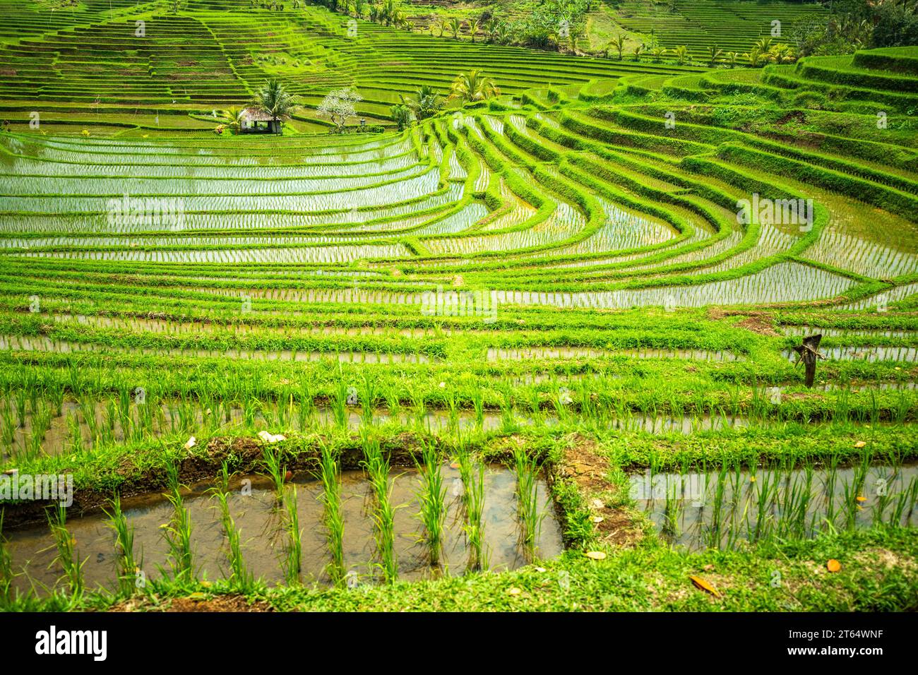 View of the rice terrace in Blimbing and Pupuan. Beautiful hilly fields ...