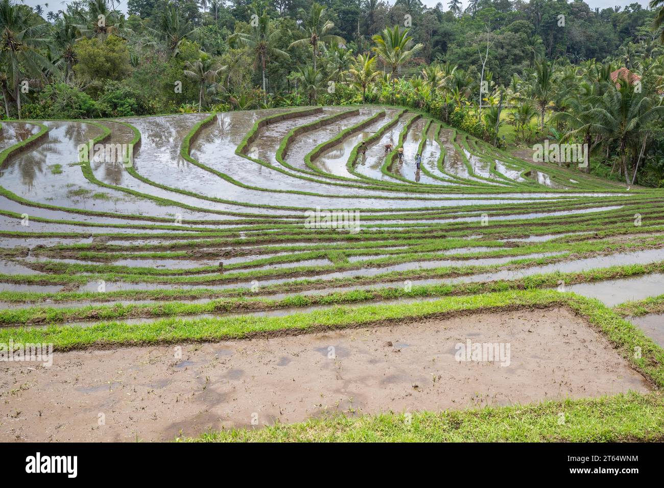 The magical rice terraces in the evening. Here you can see the unique ...