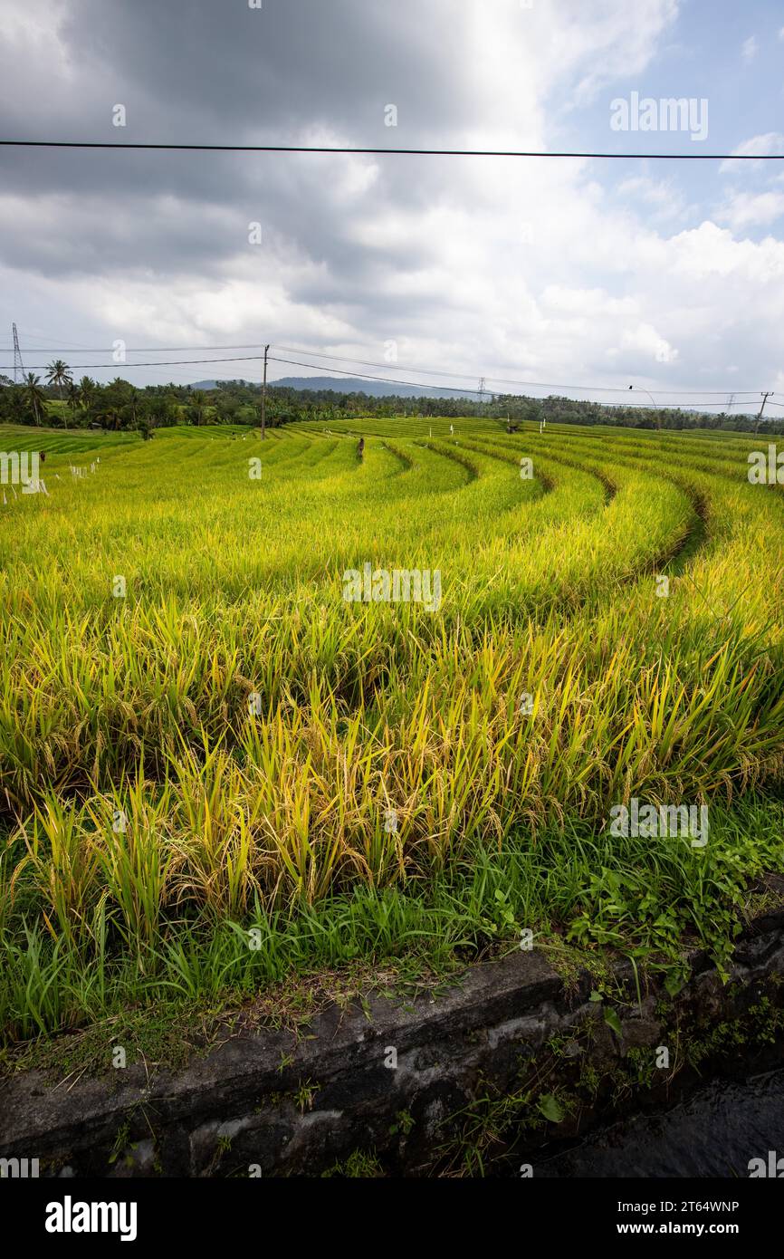 Rice terraces in the evening light. Beautiful green rice terraces with ...