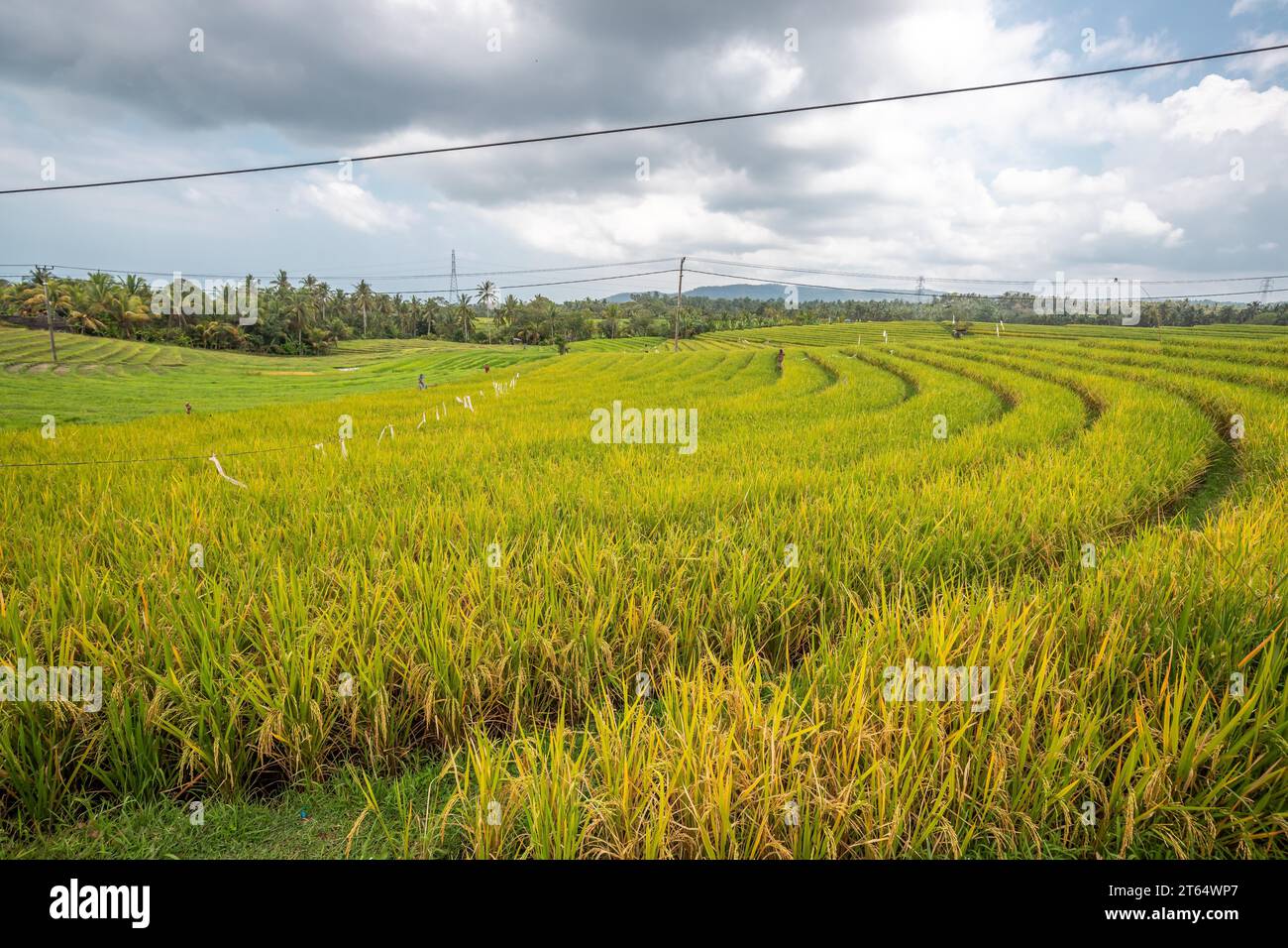 Rice terraces in the evening light. Beautiful green rice terraces with ...