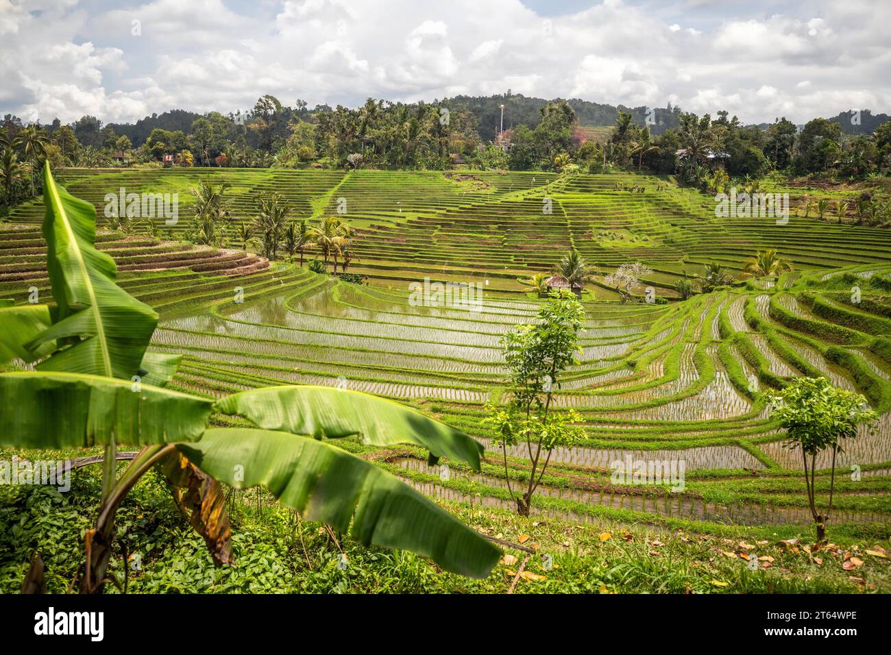 View of the rice terrace in Blimbing and Pupuan. Beautiful hilly fields ...