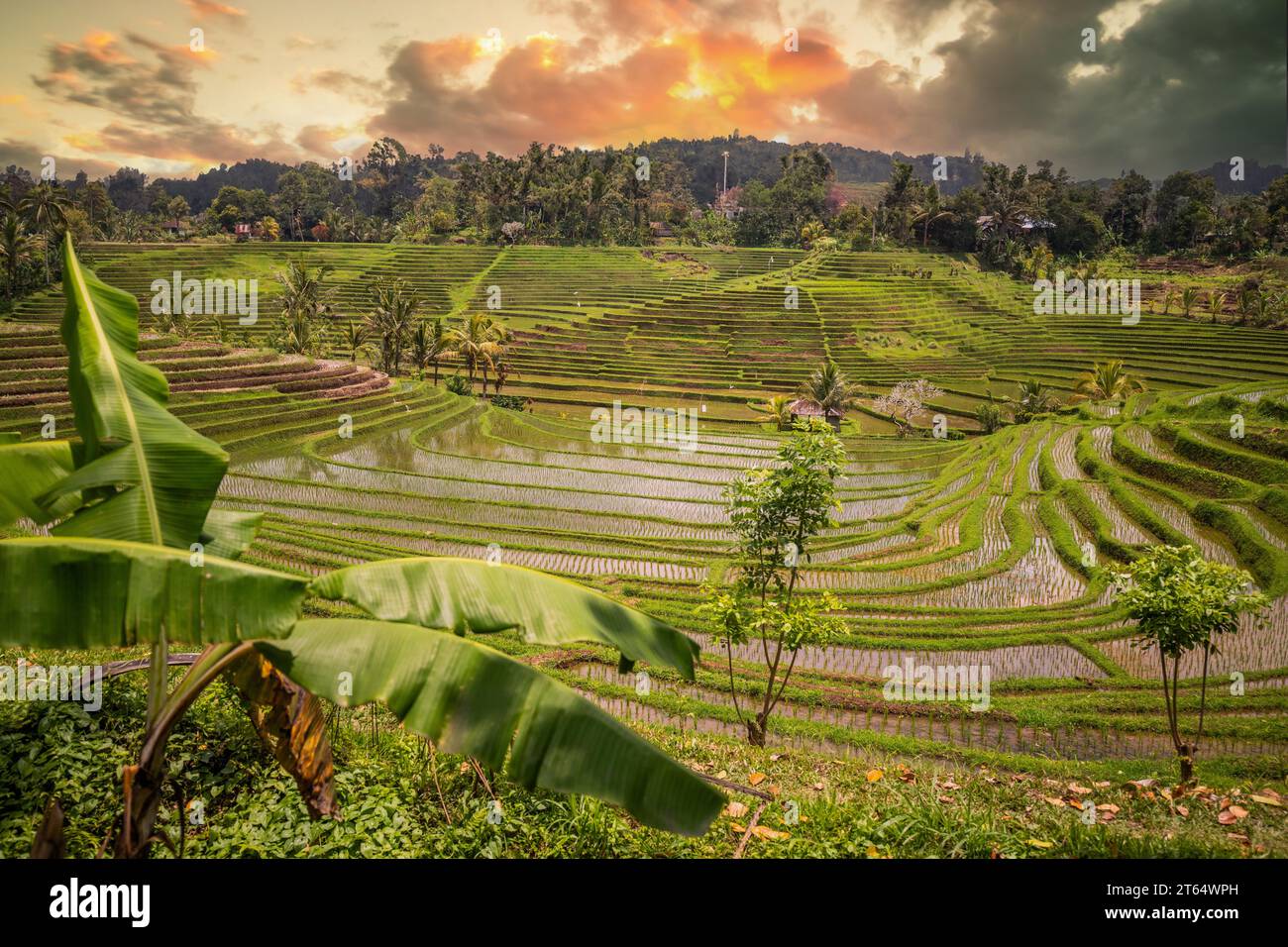 The atmosphere of rice fields in indonesia where the rice hi-res stock ...