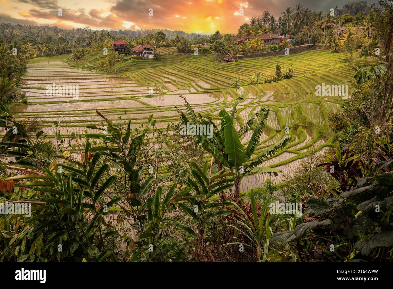 Rice terraces in the evening light. Beautiful green rice terraces with ...