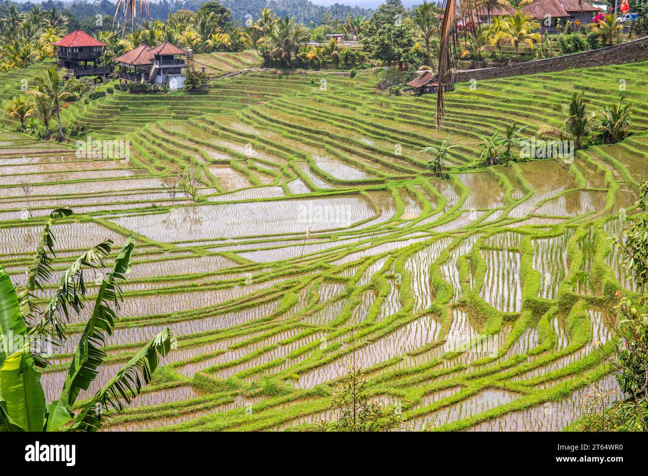 Rice terraces in the evening light. Beautiful green rice terraces with ...
