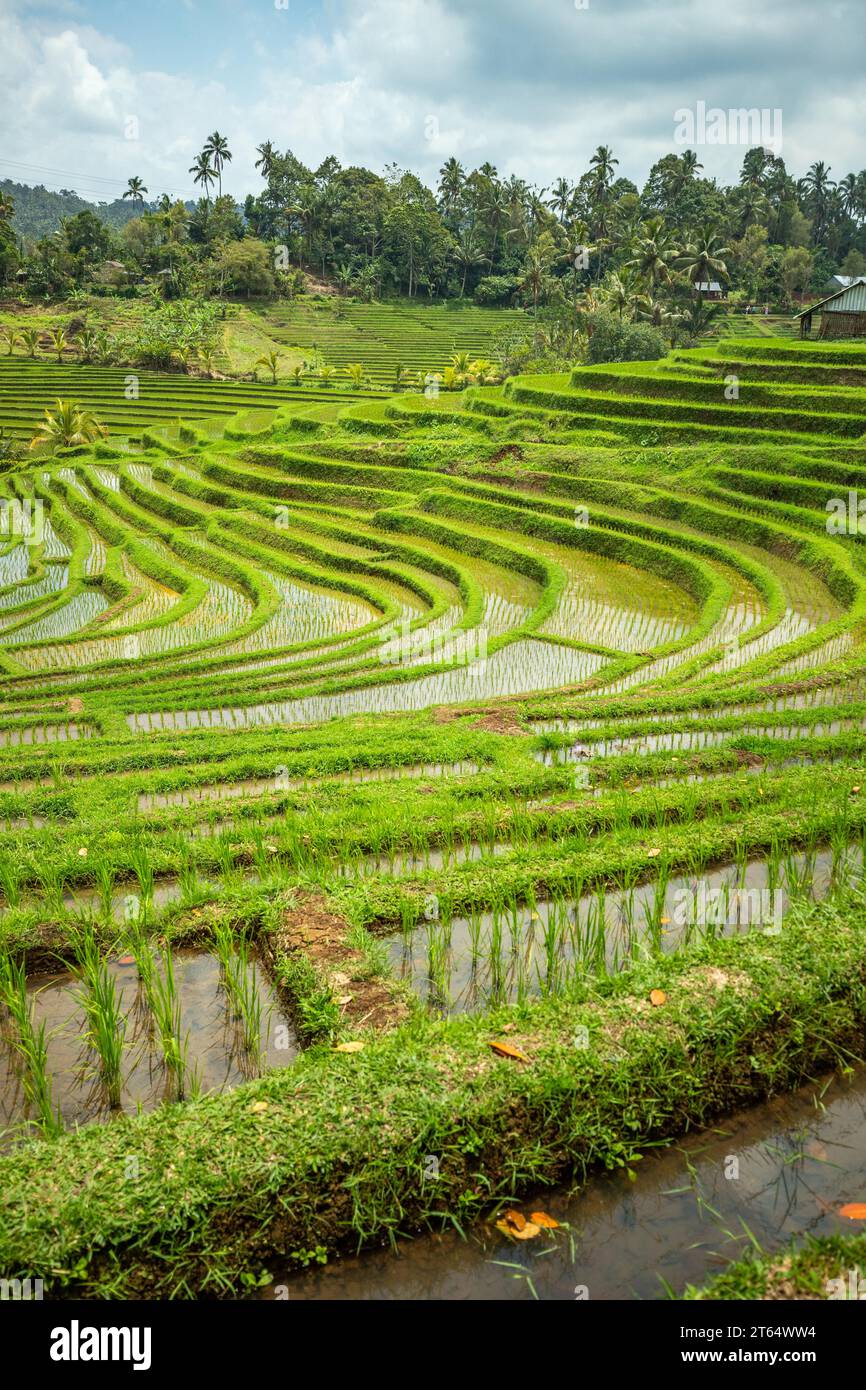 View of the rice terrace in Blimbing and Pupuan. Beautiful hilly fields ...