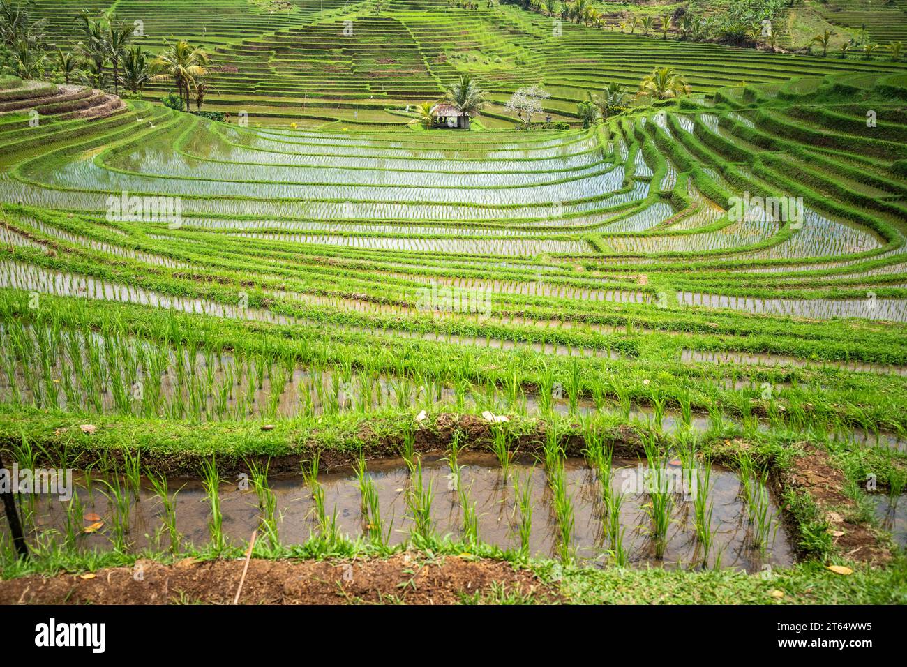 The atmosphere of rice fields in indonesia where the rice hi-res stock ...