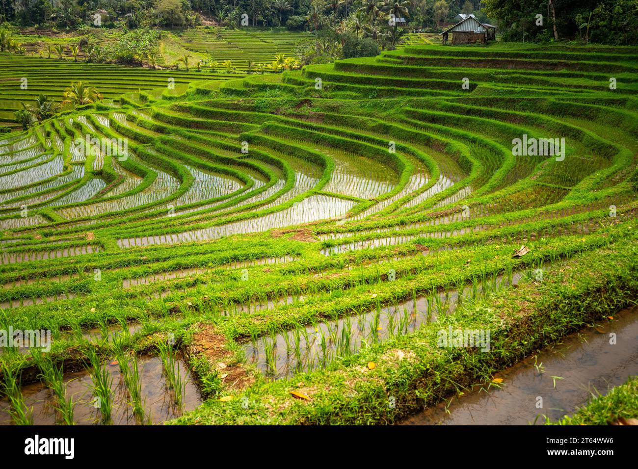 The atmosphere of rice fields in indonesia where the rice hi-res stock ...
