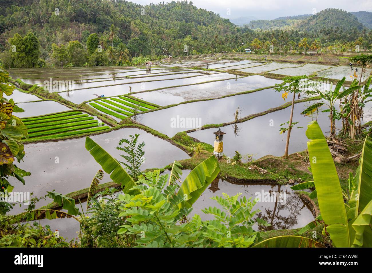 The magical rice terraces in the evening. Here you can see the unique ...