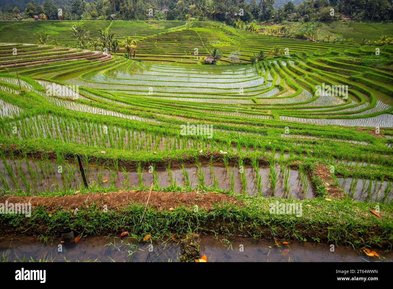 View of the rice terrace in Blimbing and Pupuan. Beautiful hilly fields ...