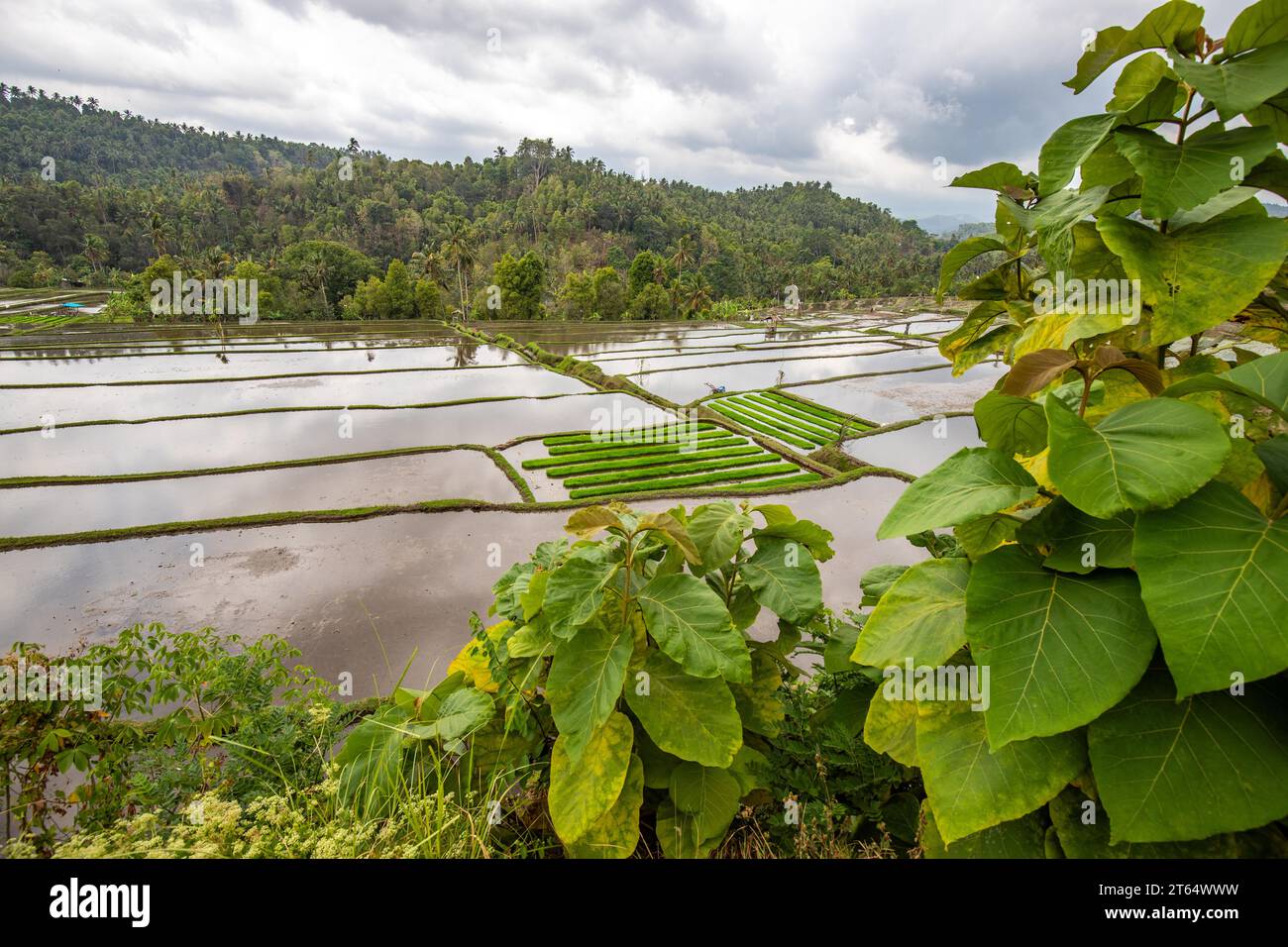 The magical rice terraces in the evening. Here you can see the unique ...