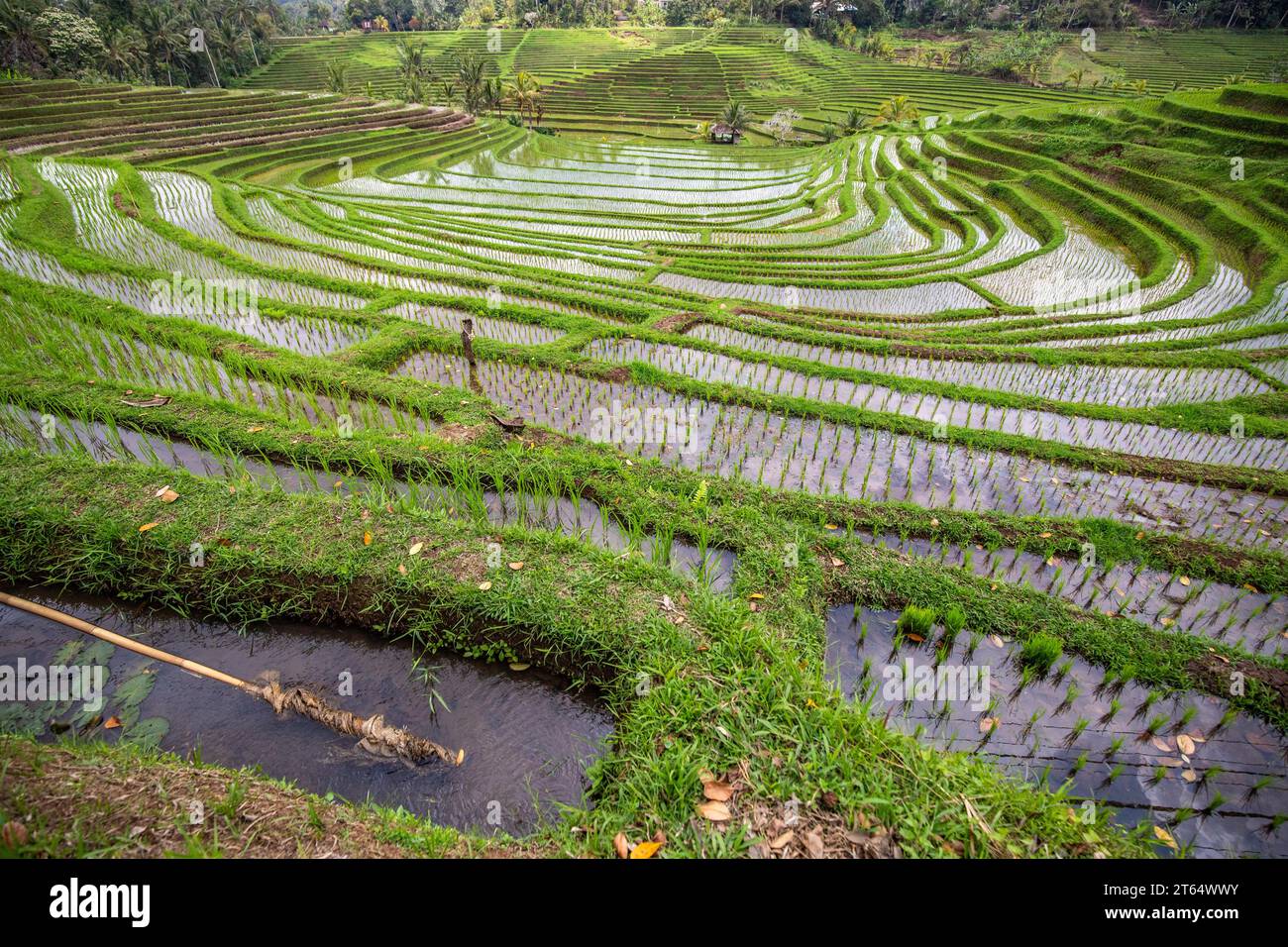 The atmosphere of rice fields in indonesia where the rice hi-res stock ...