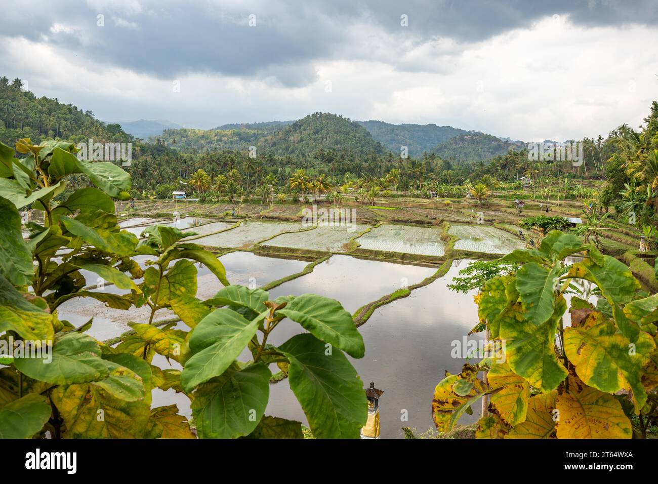 The magical rice terraces in the evening. Here you can see the unique ...