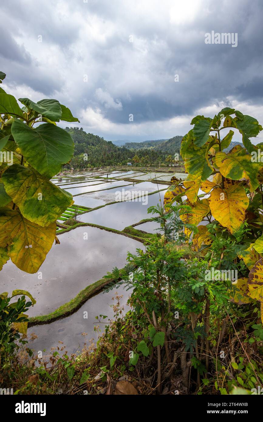 The magical rice terraces in the evening. Here you can see the unique ...