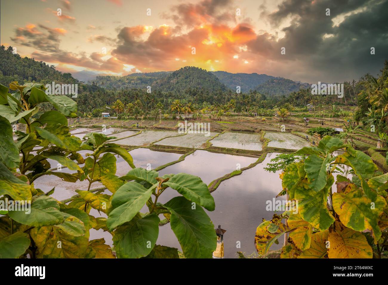 The magical rice terraces in the evening. Here you can see the unique ...