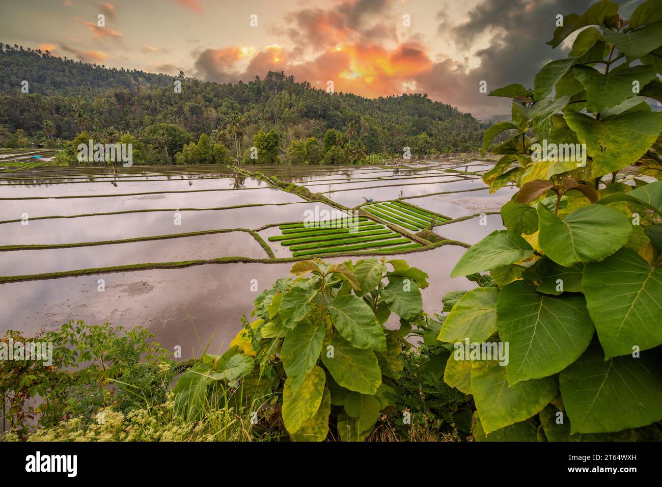 The magical rice terraces in the evening. Here you can see the unique ...