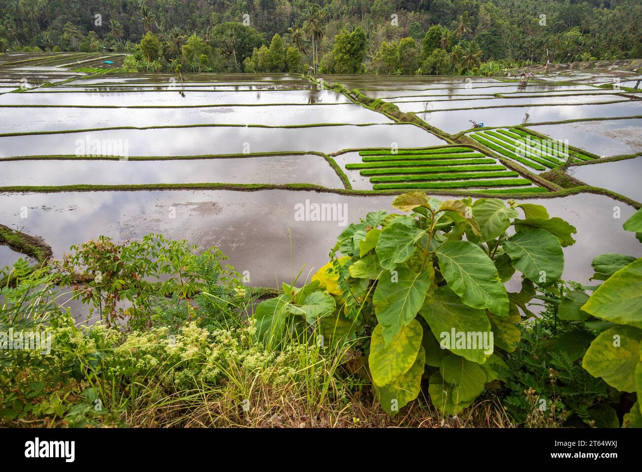 The magical rice terraces in the evening. Here you can see the unique ...