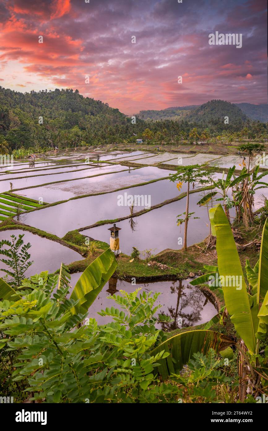 The magical rice terraces in the evening. Here you can see the unique ...