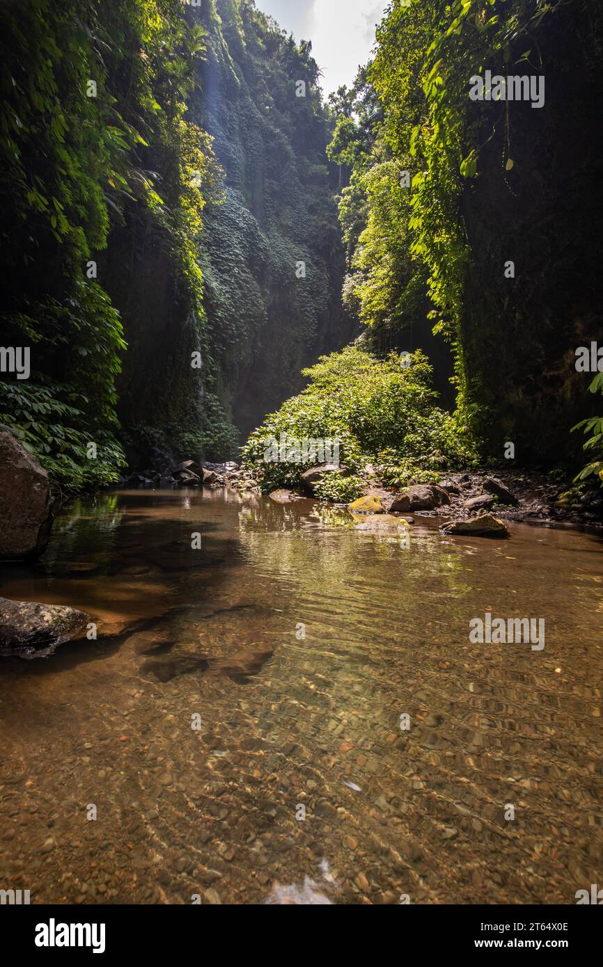 Green overgrown canyon in tropical surroundings. Stream of a waterfall ...