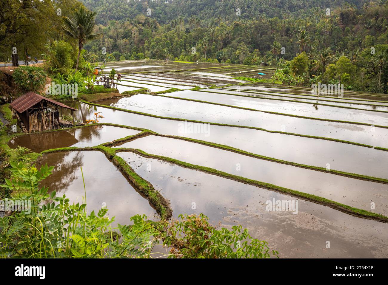 The magical rice terraces in the evening. Here you can see the unique ...